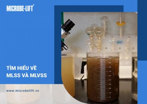 Tìm hiểu về MLSS và MLVSS, mối tương quan giữa hai giá trị này ...