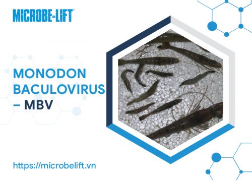Tìm hiểu các bệnh trên tôm do virus và vi khuẩn gây ra - Microbe Lift