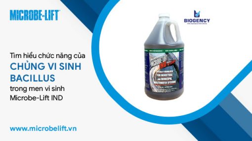 Tìm hiểu chức năng của chủng vi sinh Bacillus trong men vi sinh Microbe-Lift IND - Microbe Lift