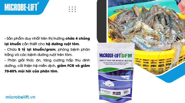 [2026] Top 5 men vi sinh đáng tiền cho ao nuôi tôm thẻ