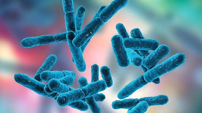 Vi khuẩn Gram âm và Gram dương khác biệt như thế nào? - Microbe Lift