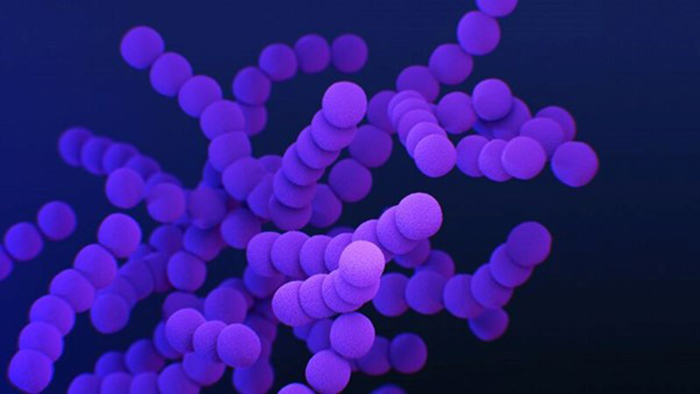 Vi khuẩn Gram âm và Gram dương khác biệt như thế nào? - Microbe Lift
