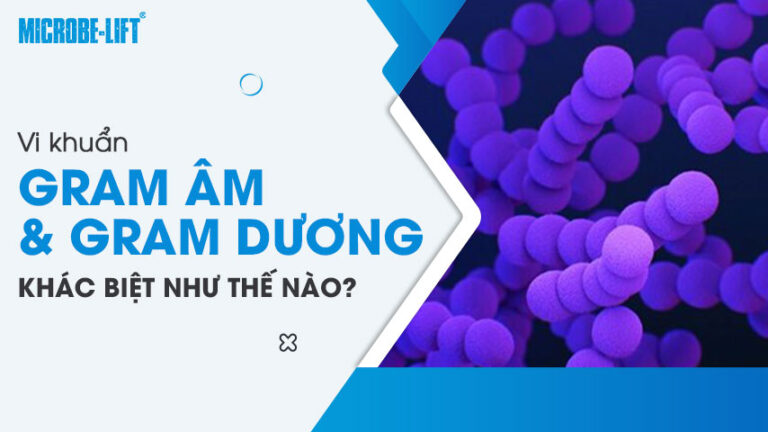Vi khuẩn Gram âm và Gram dương khác biệt như thế nào? - Microbe Lift